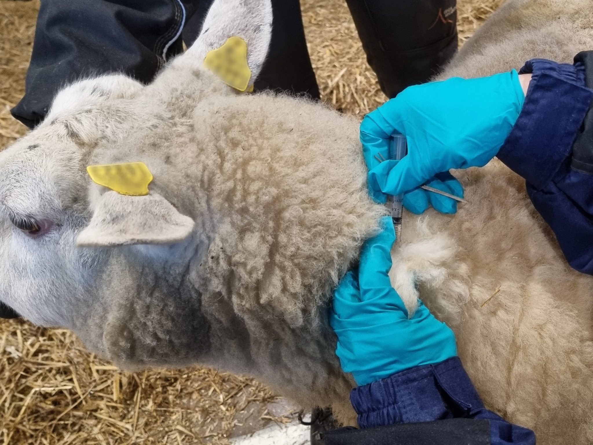 Vaccination av får mot blåtunga - Frågor o svar - Gård & Djurhälsan